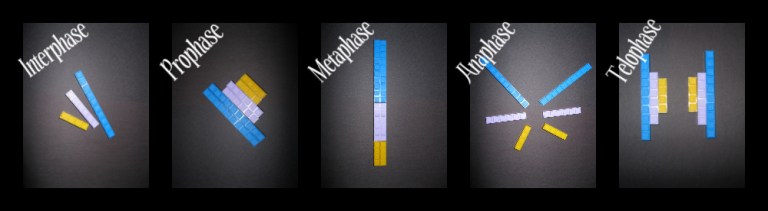 Apologia Biology: Module 7 Experiments | Mindful Ramblings